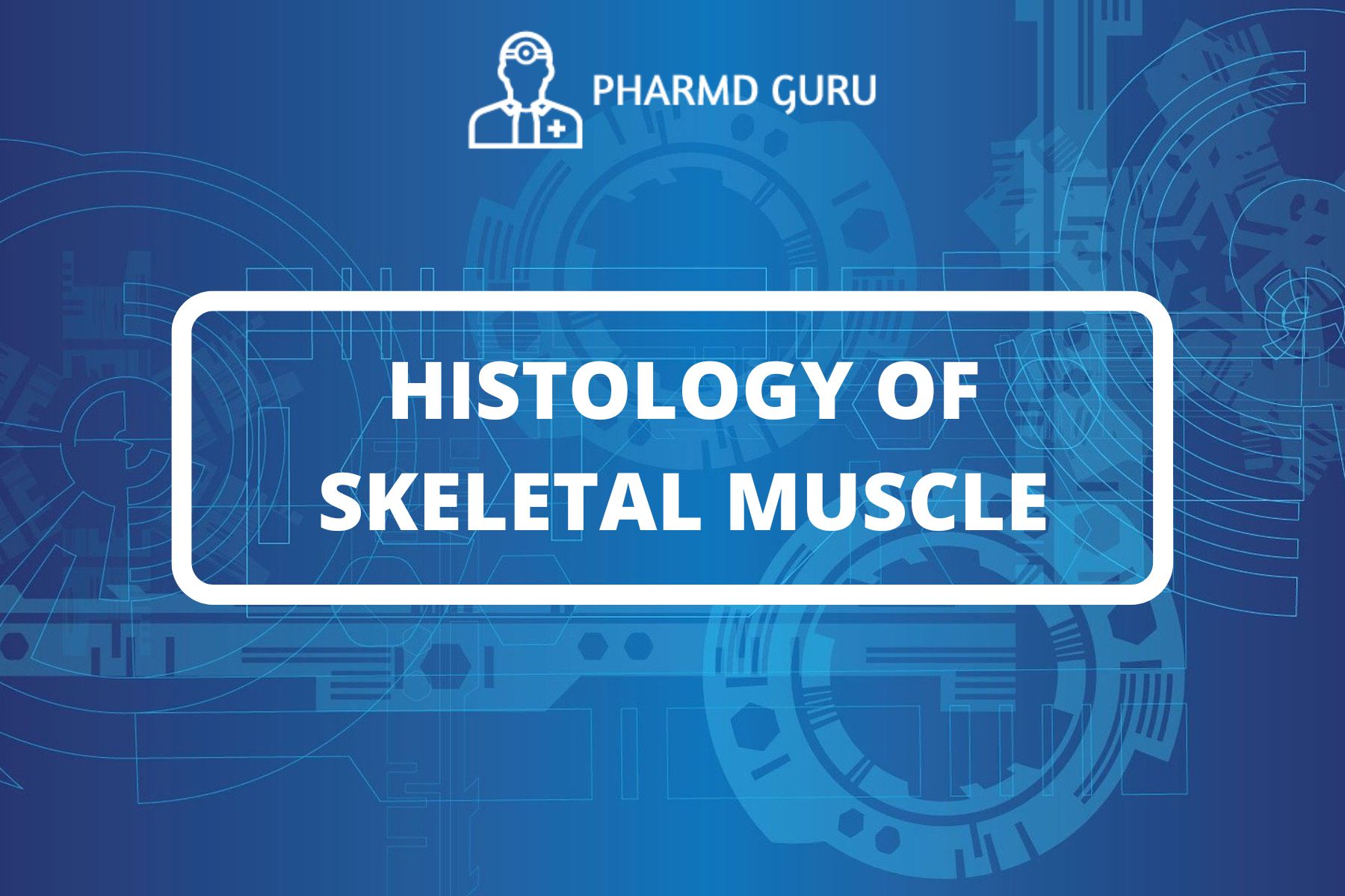 54. HISTOLOGY OF SKELETAL MUSCLE - PHARMD GURU