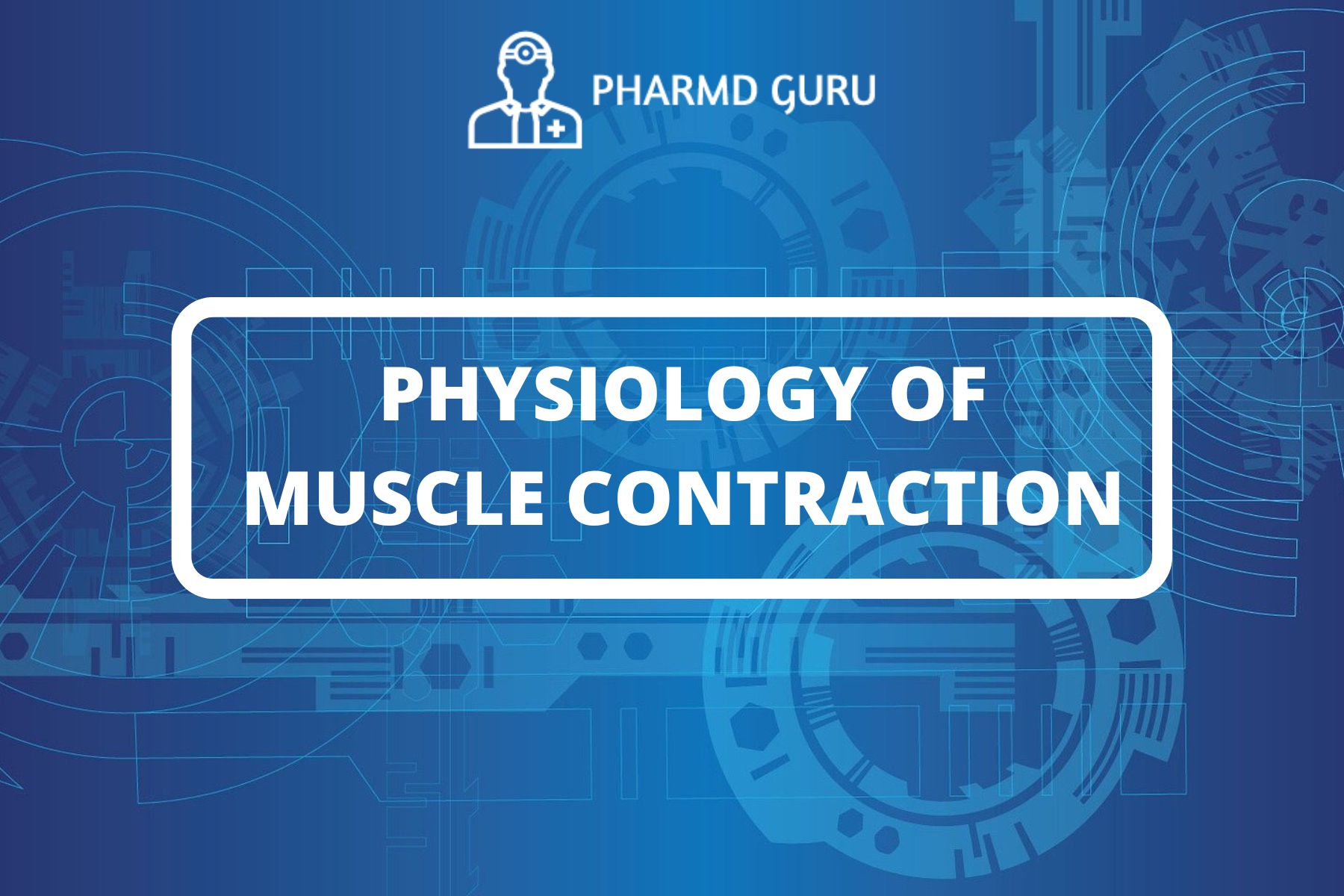 55. PHYSIOLOGY OF MUSCLE CONTRACTION - PHARMD GURU
