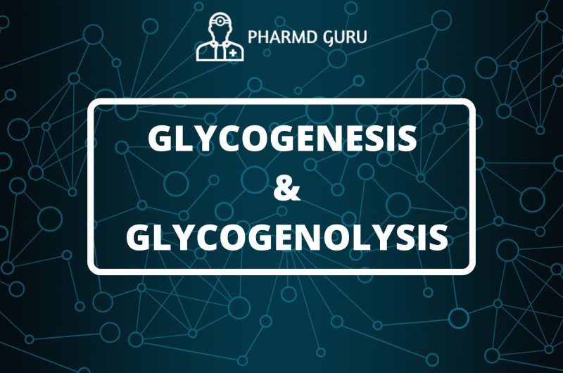 7. GLUCONEOGENESIS - PHARMD GURU
